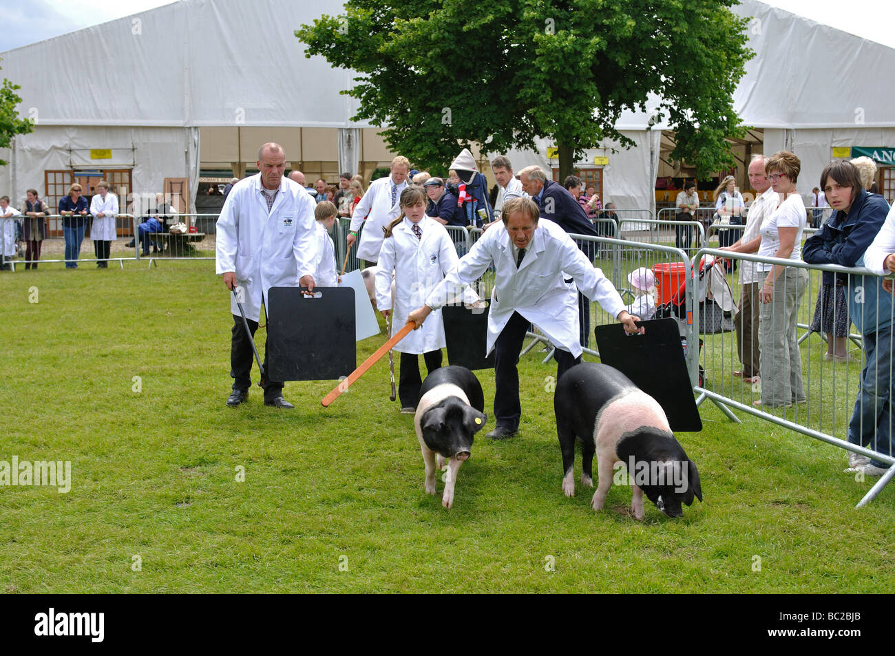 Judging farm animals hi-res stock photography and images - Alamy