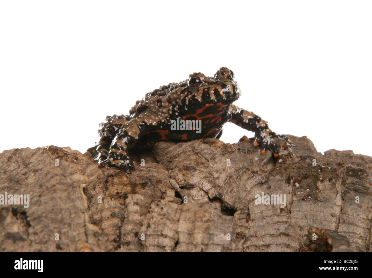Fire bellied toad Bombina orientalis portrait in a studio Stock Photo ...