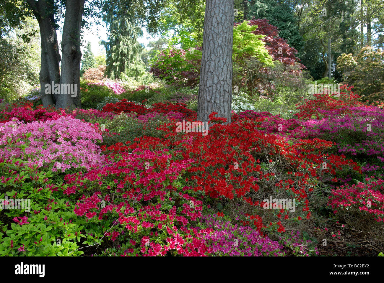Azaleas at Exbury Gardens, Hampshire. Azaleas are flowering shrubs ...