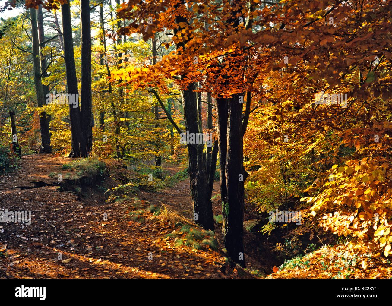 Trees in autumn colours in the New Forest Stock Photo - Alamy