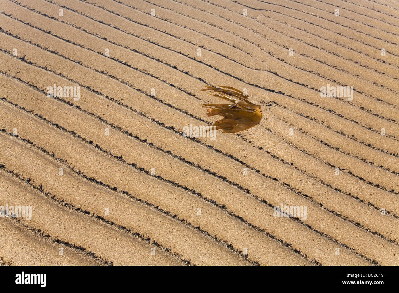 A piece of seaweed lieas among coal dust on the beach at Newbiggin-by ...