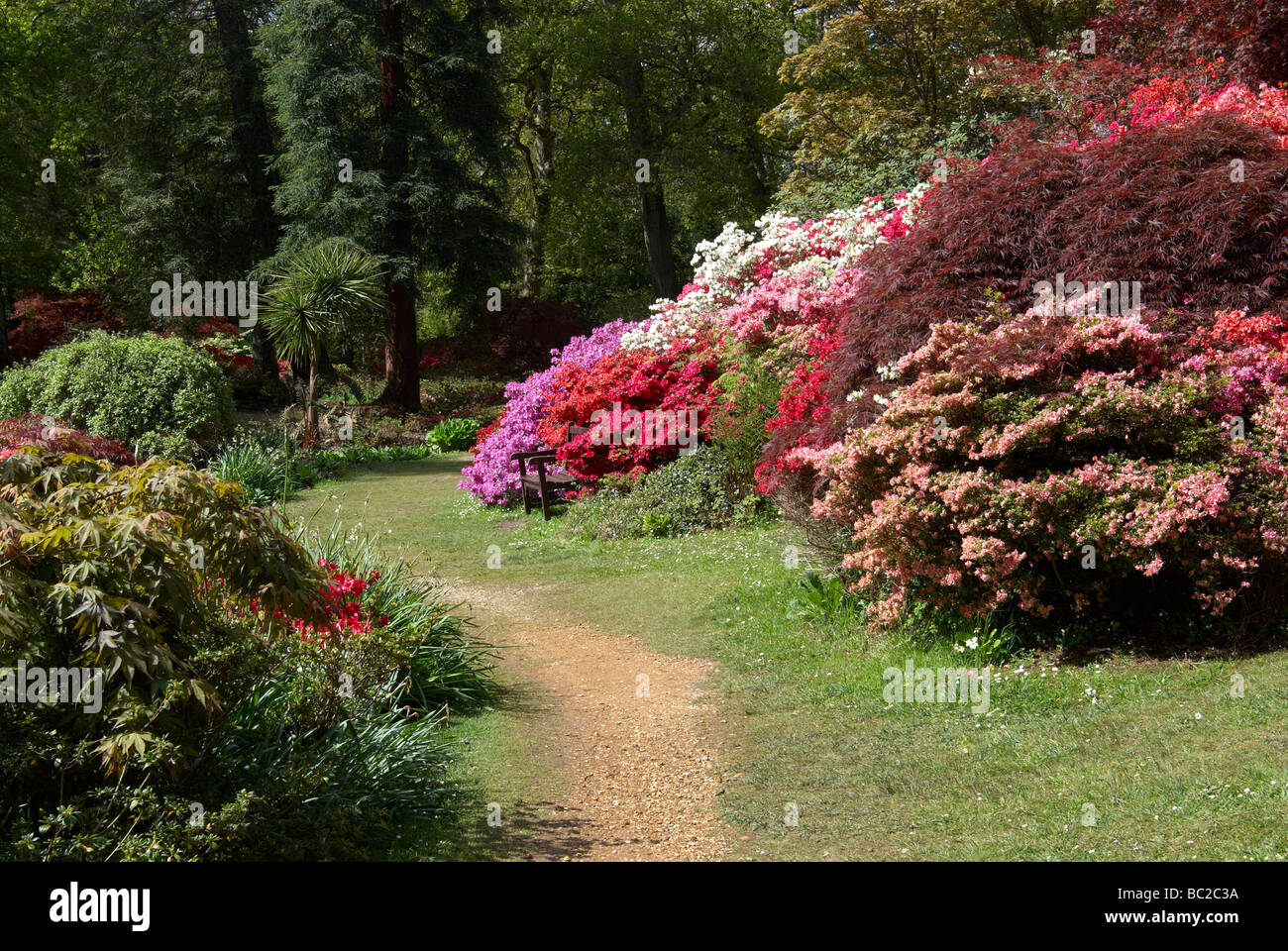 Azaleas at Exbury Gardens, Hampshire. Azaleas are flowering shrubs ...