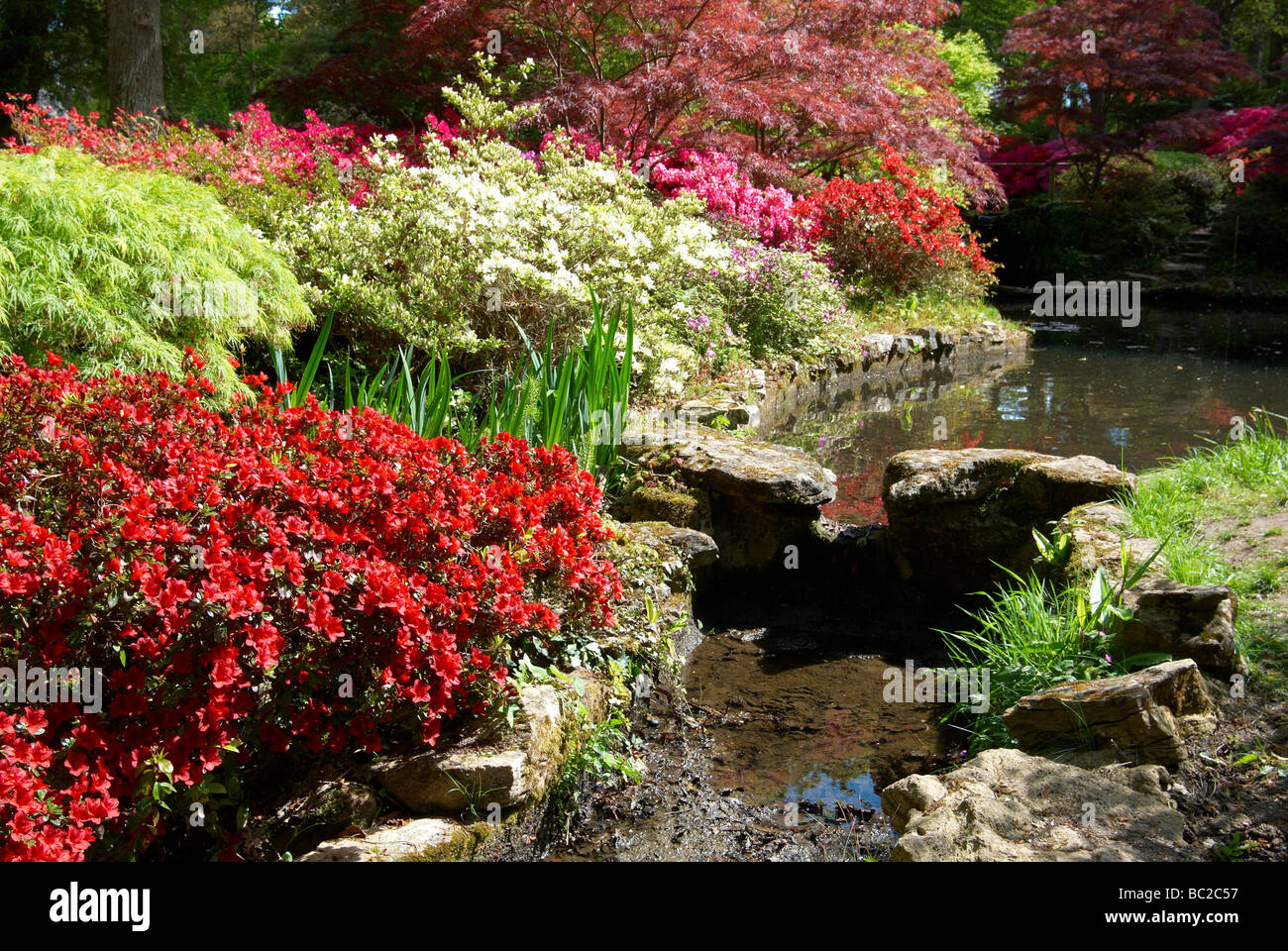 Azaleas at Exbury Gardens, Hampshire. Azaleas are flowering shrubs ...