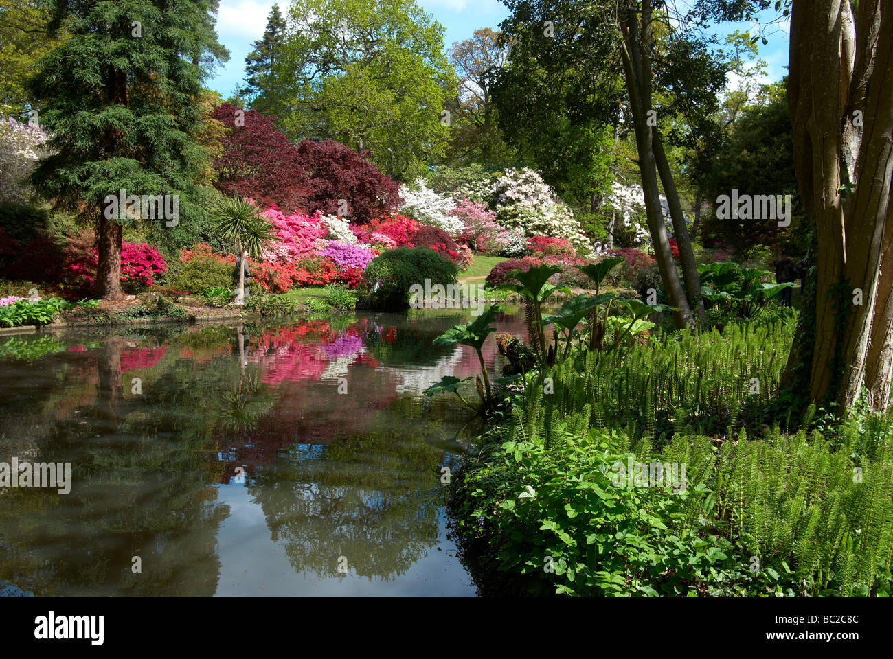 Azaleas at Exbury Gardens, Hampshire. Azaleas are flowering shrubs ...