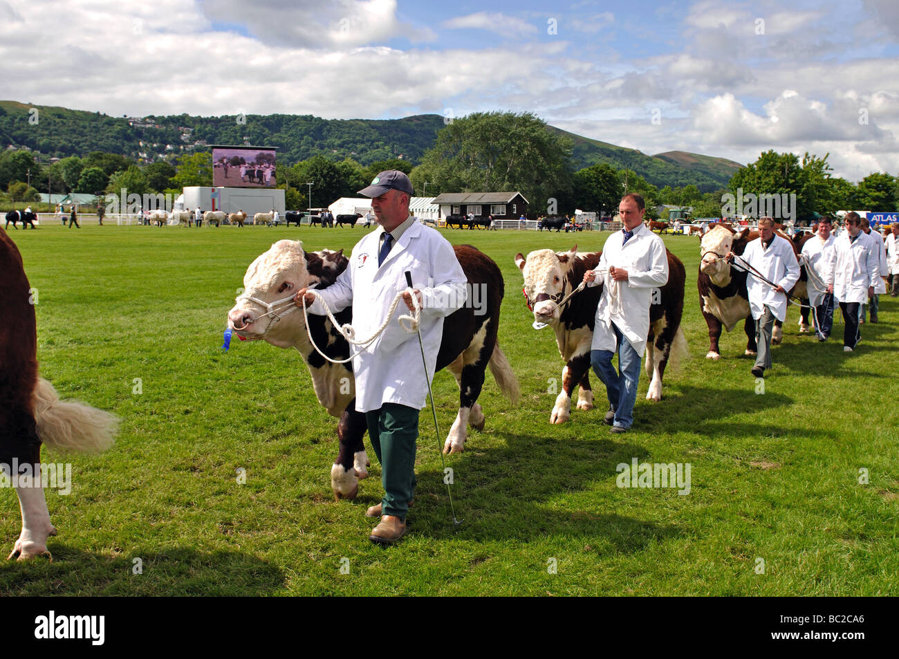 Parade of cattle at the Three Counties Show, Great Malvern, UK Stock ...