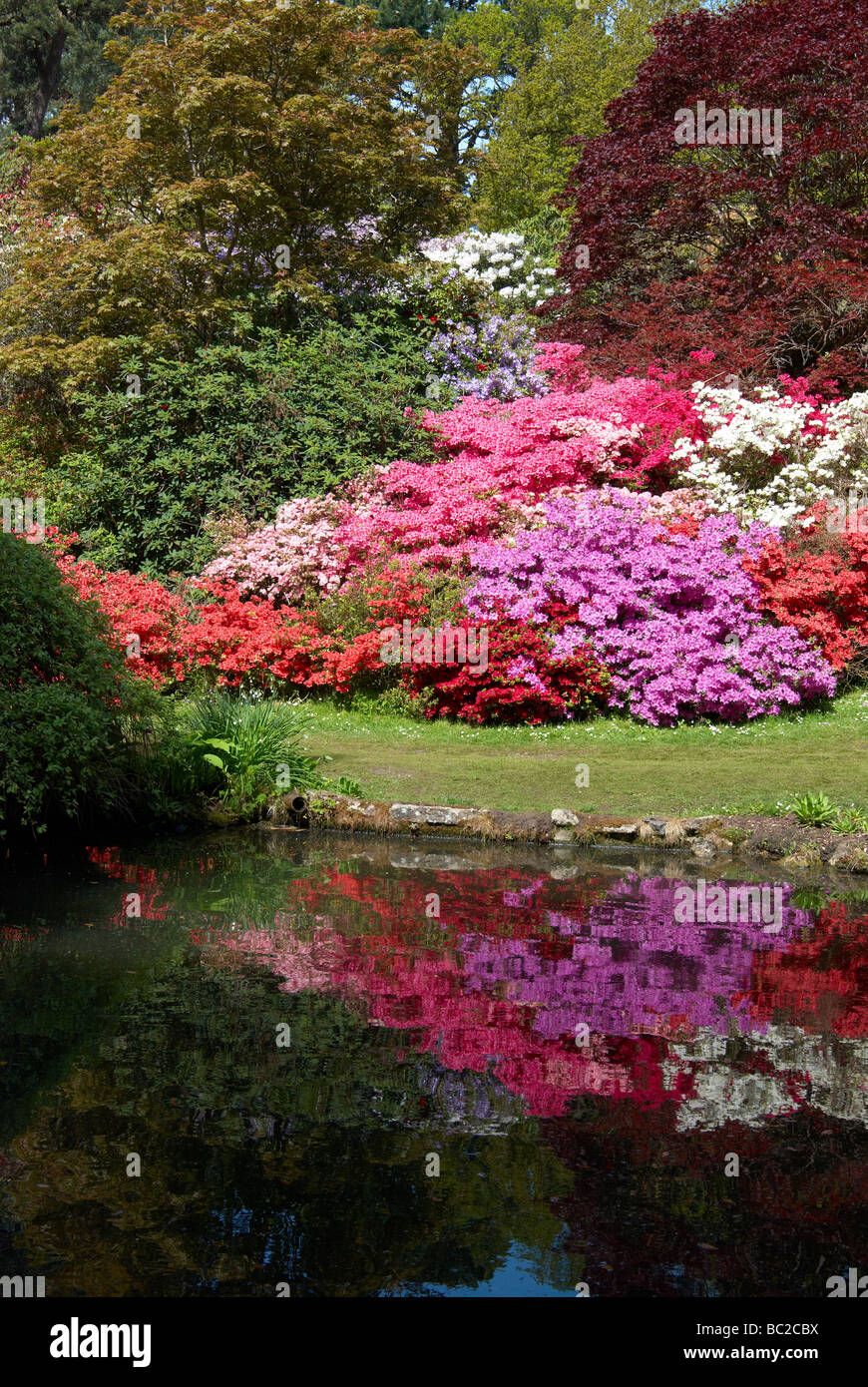 Azaleas at Exbury Gardens, Hampshire. Azaleas are flowering shrubs ...