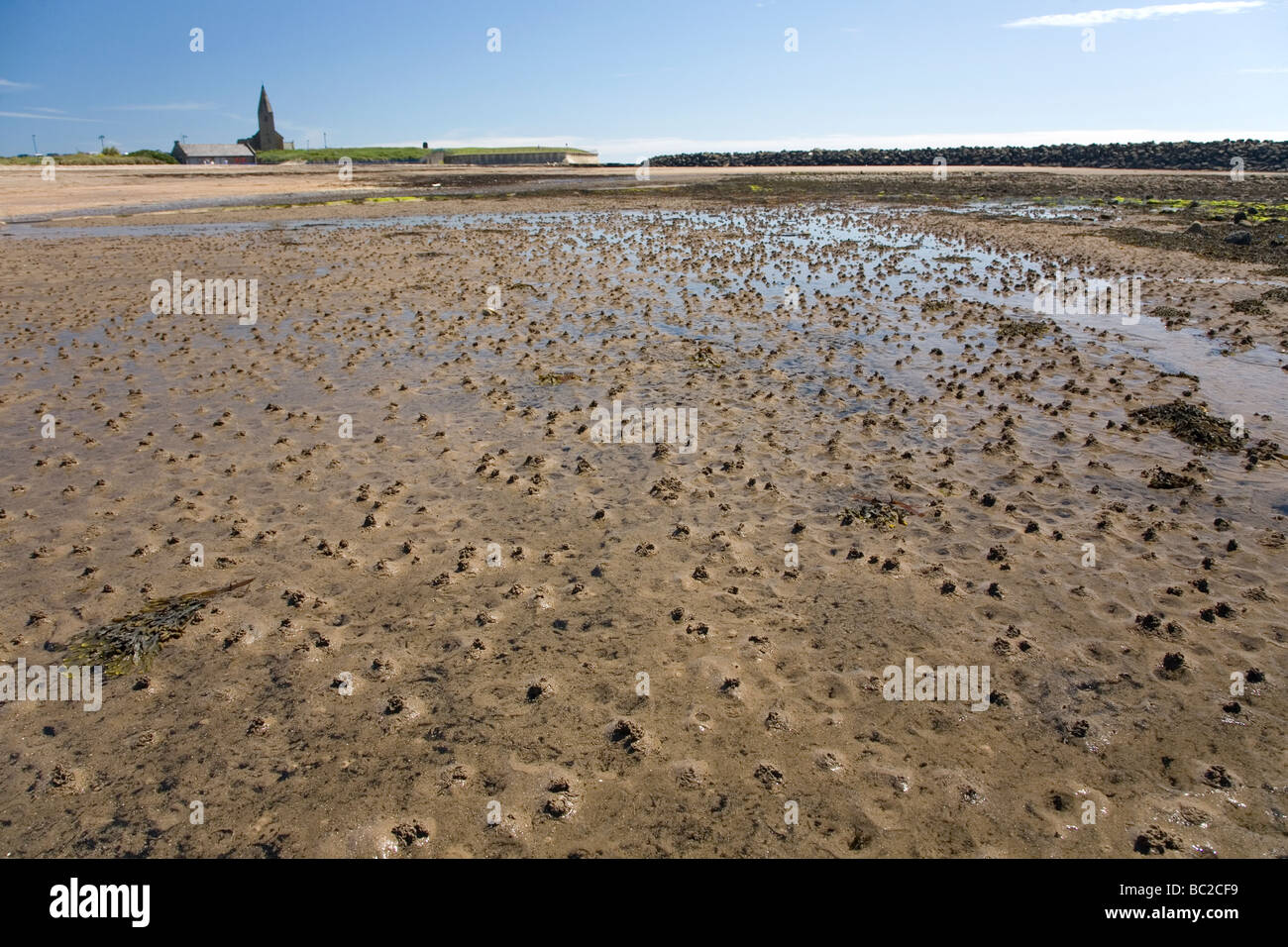 Worm casts on the beach at Newbiggin-by-the-Sea, Northumberland. The ...