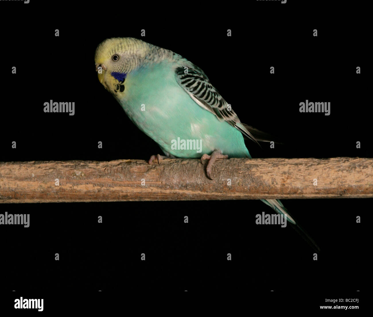 Budgerigar (melopsittacus undulatus) hi-res stock photography and ...