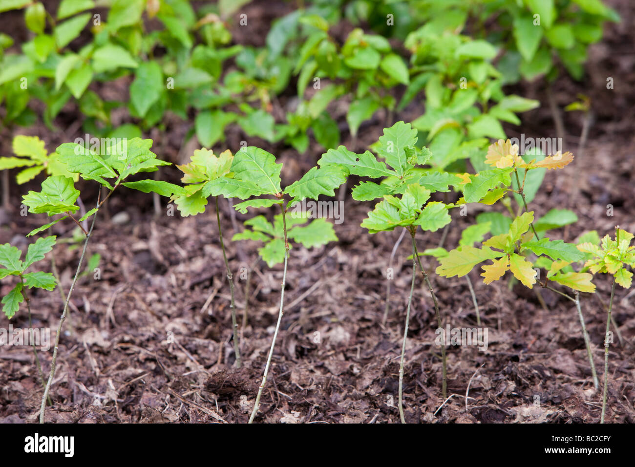 Oak tree saplings hi-res stock photography and images - Alamy