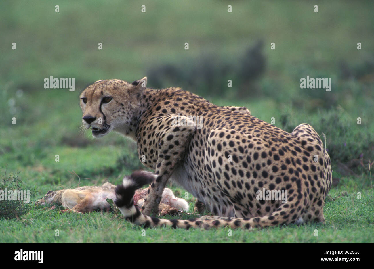 Cheetah with African hare prey Stock Photo - Alamy