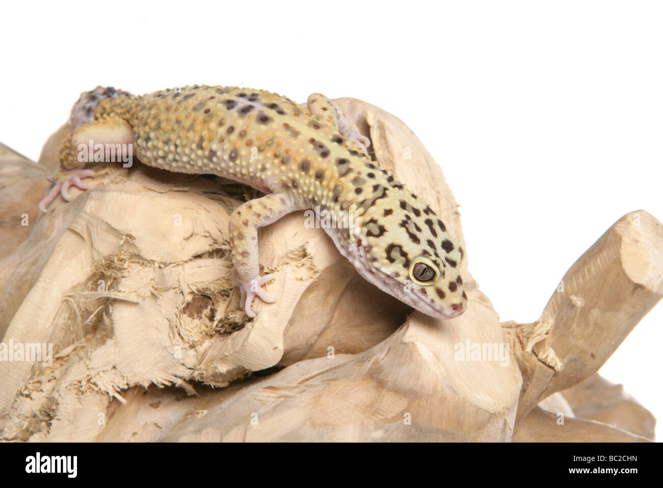 Leopard Gecko Eublepharis macularius Portrait in a studio Stock Photo ...