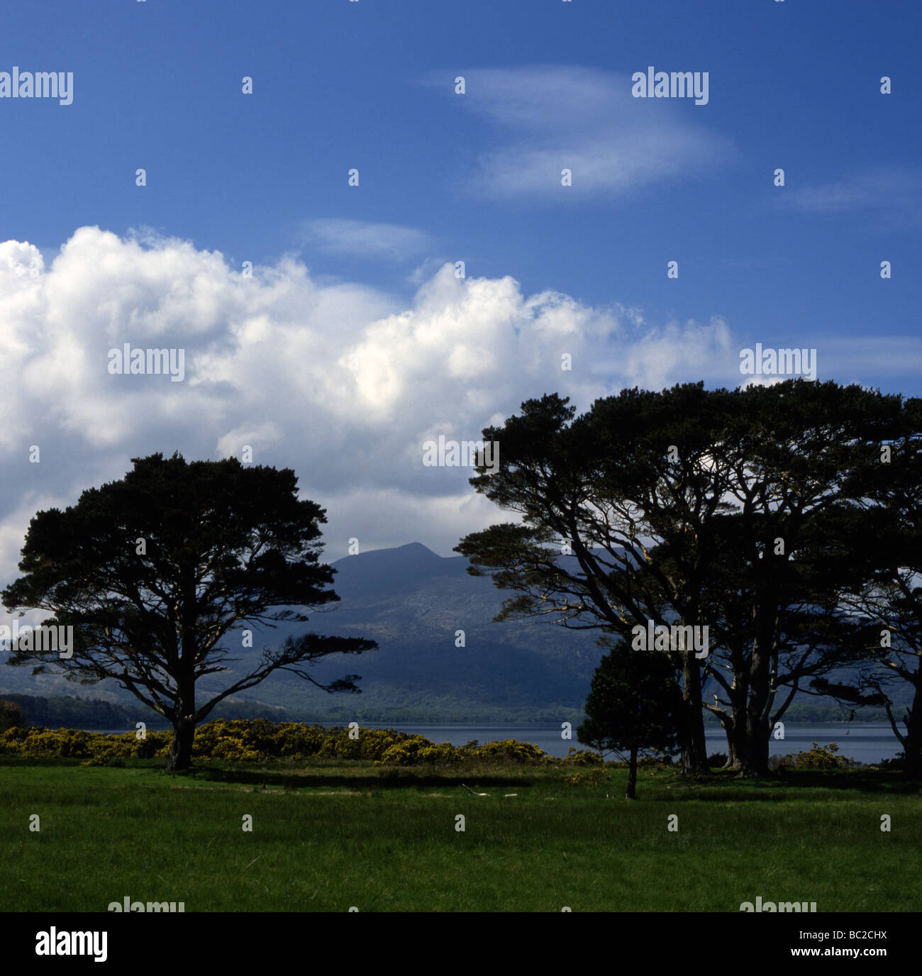 Cedar Trees Muckross Lake with Carrauntoohil Macgillycuddy's Reeks ...