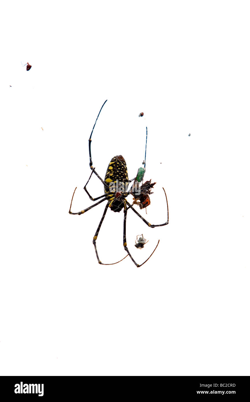 Giant wood spider or giant golden orb weaver (Nephila pilipes, formally ...