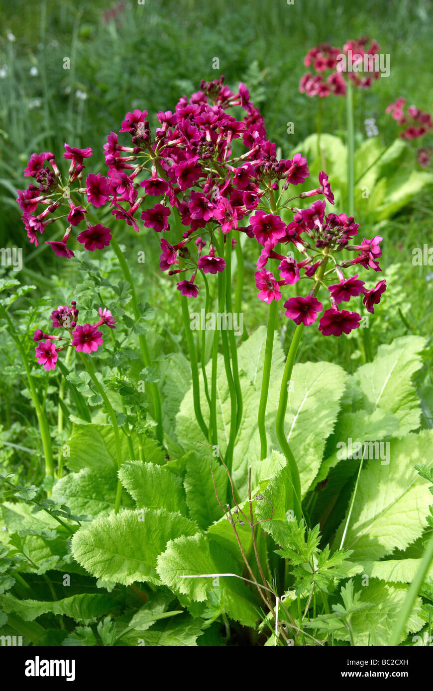Primula beesiana candelabra primrose in hi-res stock photography and ...