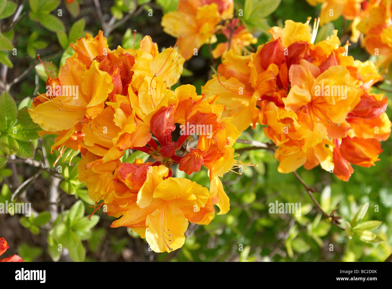 Orange azaleas hi-res stock photography and images - Alamy