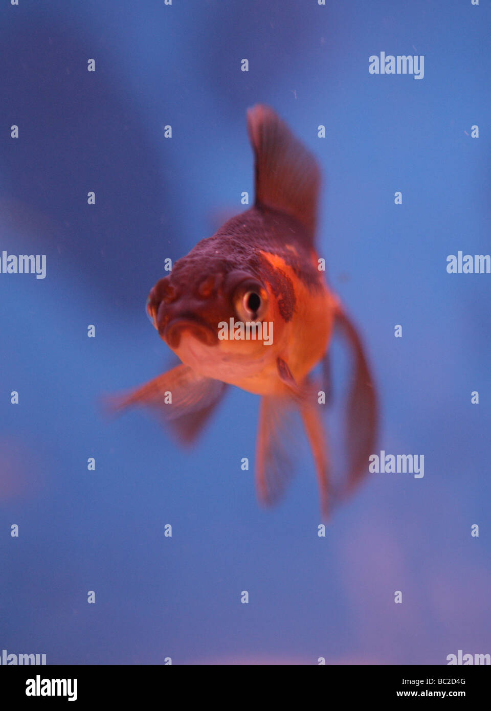 Blue Fantail Goldfish