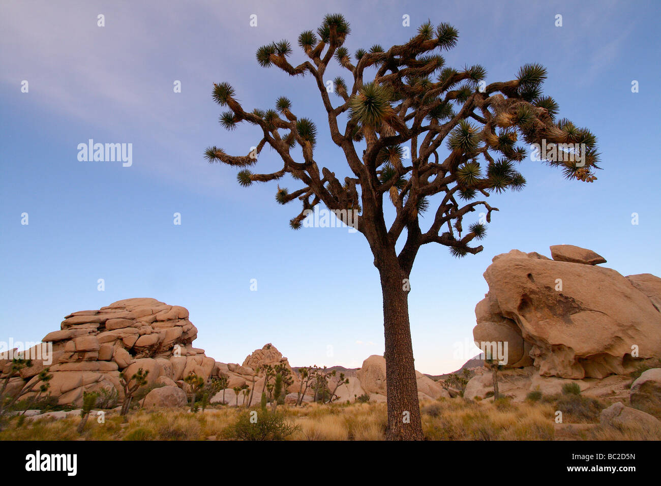 Tree not temple not illustration hi-res stock photography and images ...