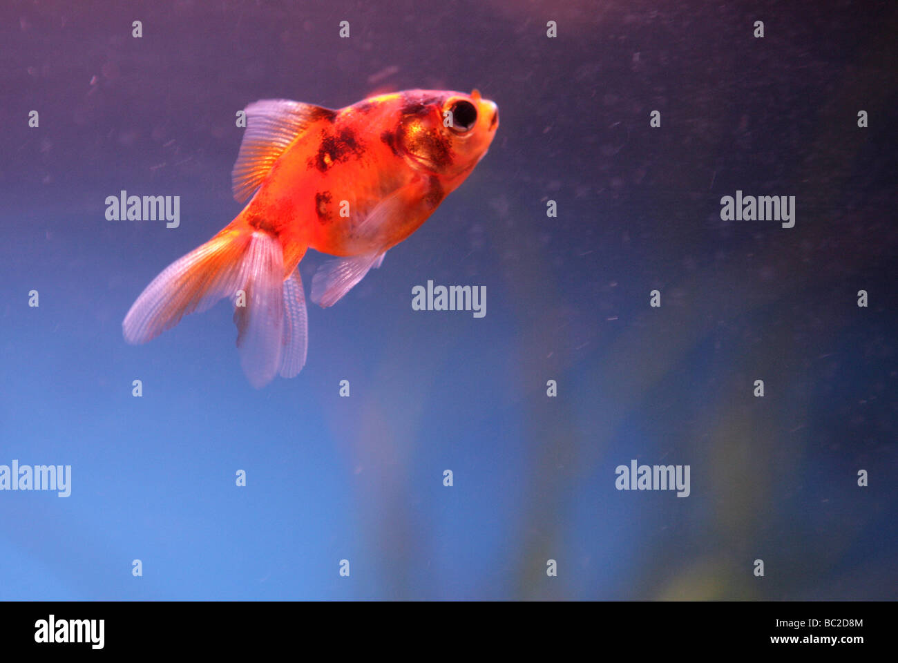 Goldfish portrait Carassius auratus auratus fishtank Stock Photo - Alamy