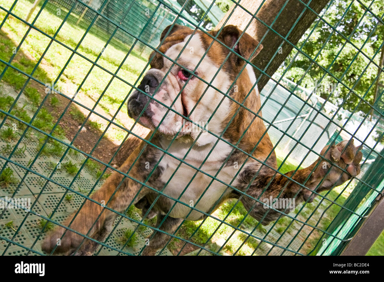 home for animals board for animals Stock Photo - Alamy