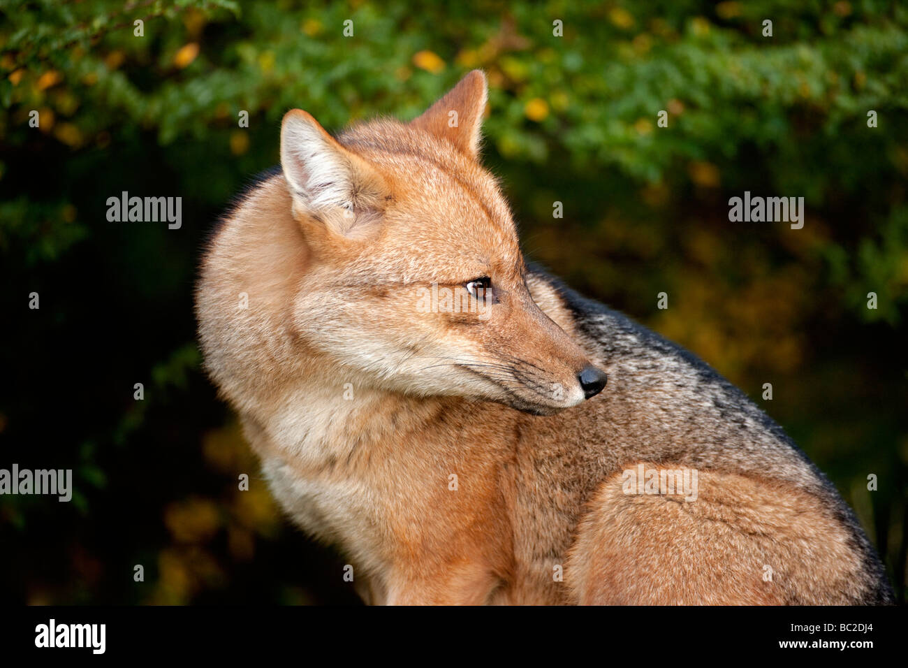 Red Fox Female in Torres del Paine National Park, Chile Stock Photo - Alamy