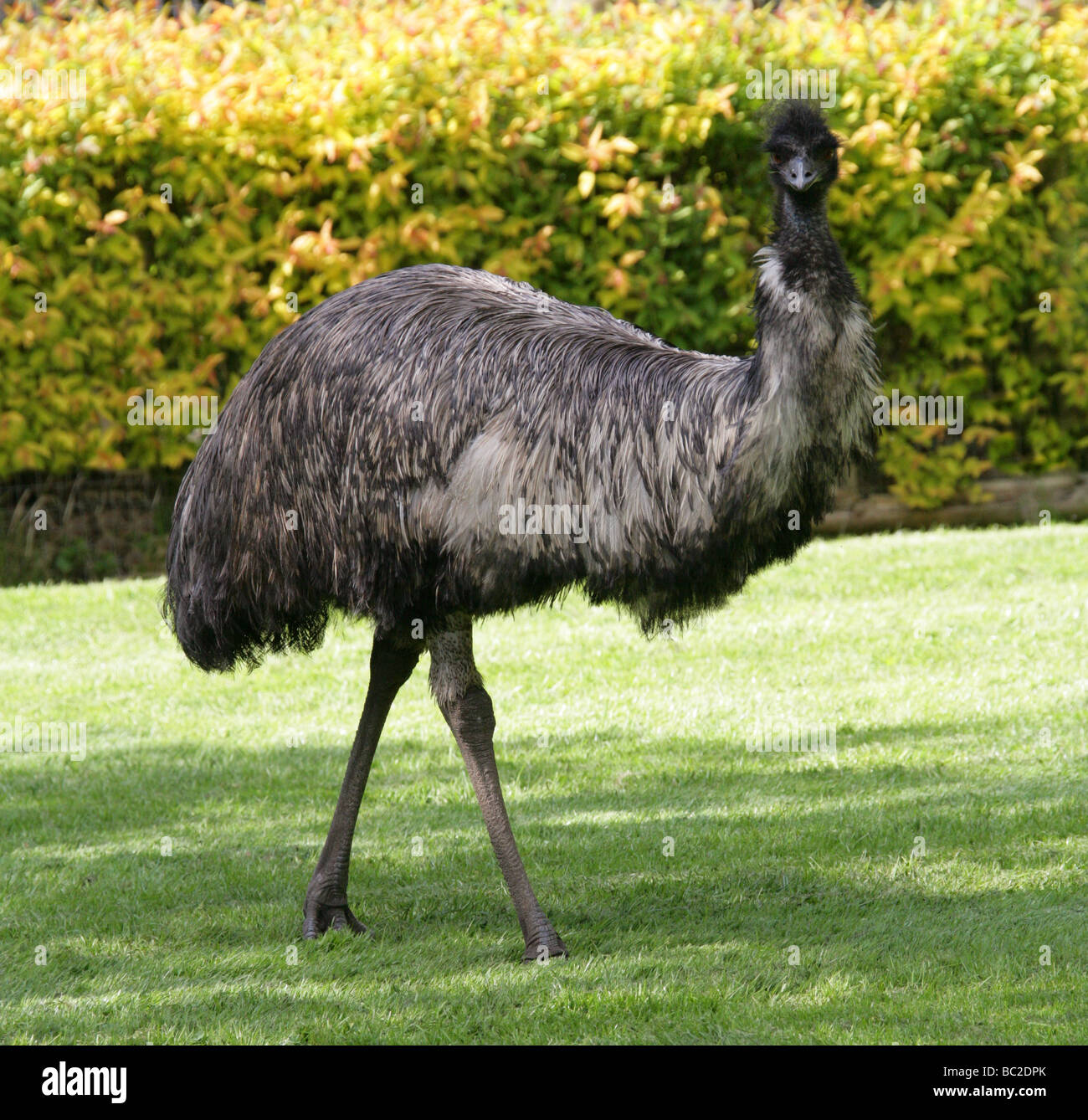 Emu, Dromaius novaehollandiae, Casuariidae, Struthioniformes Stock ...