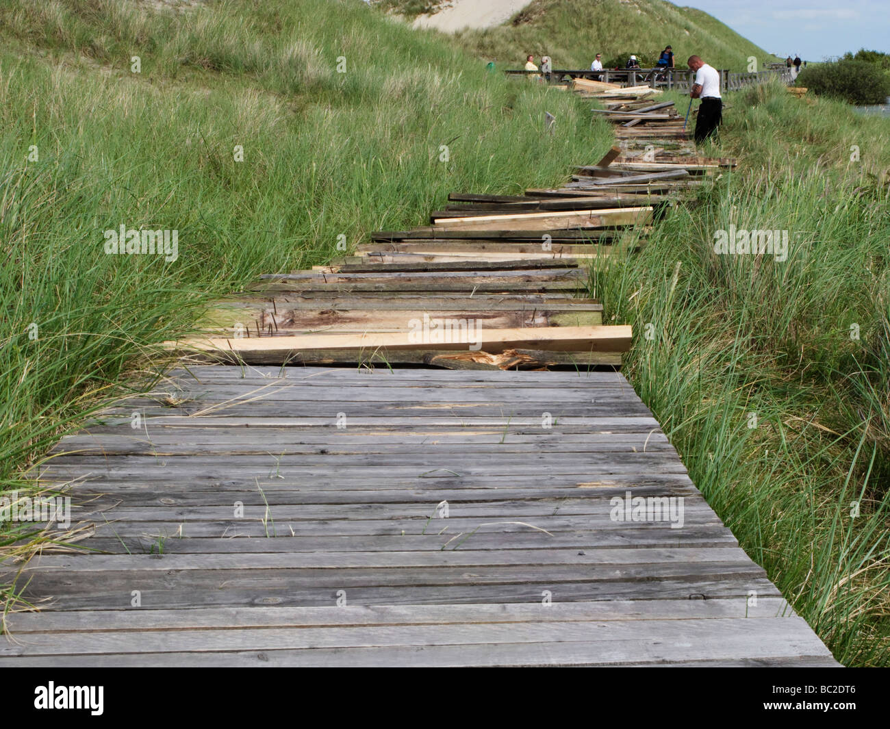 Man Replacing an old Wooden Nature Pathway Amrum Germany Stock Photo ...