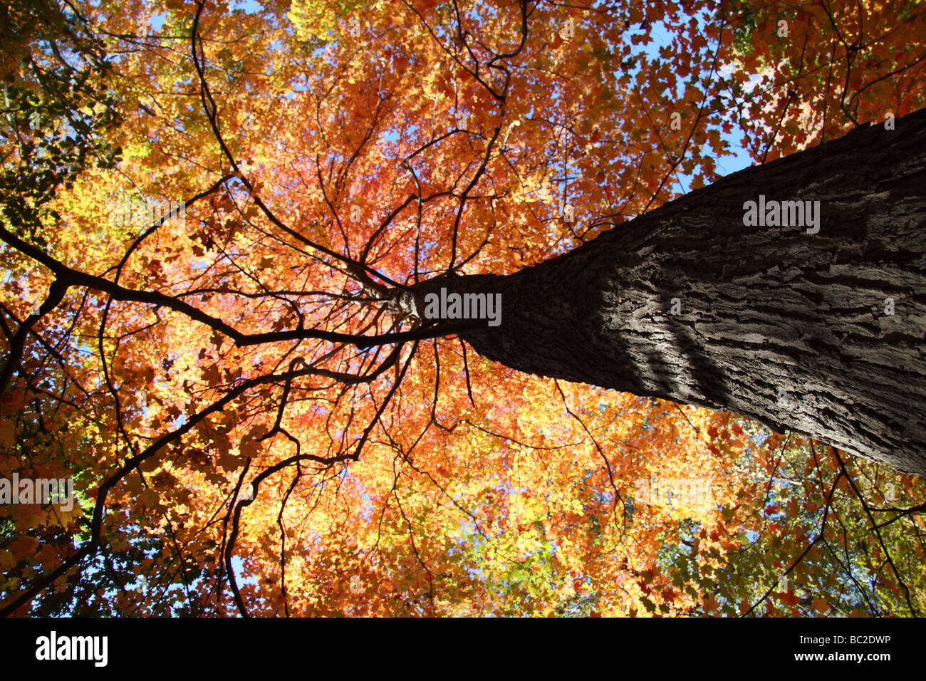 Fall Colors in the Forest Stock Photo - Alamy