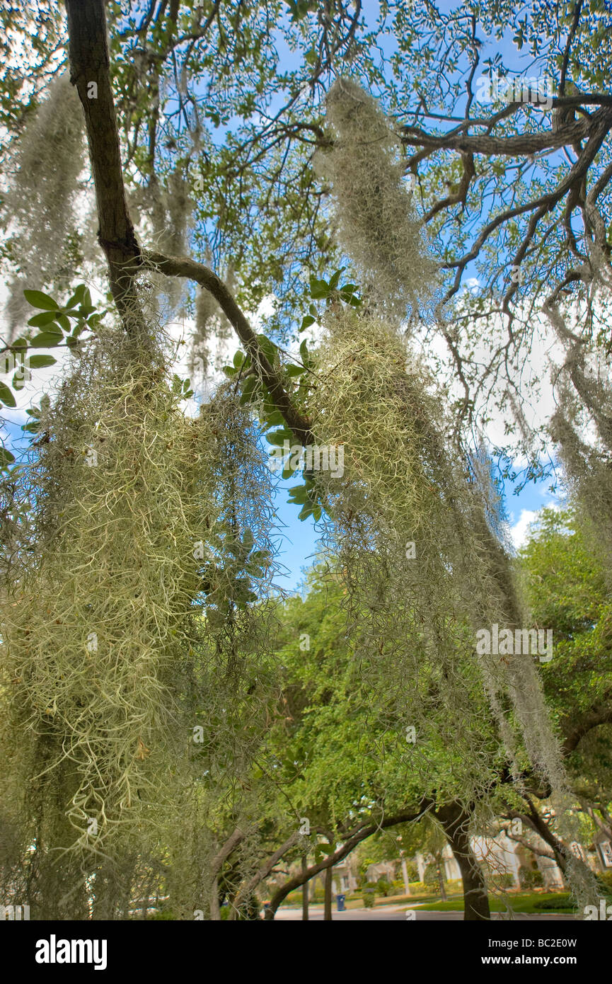 Spanish moss hi-res stock photography and images - Alamy
