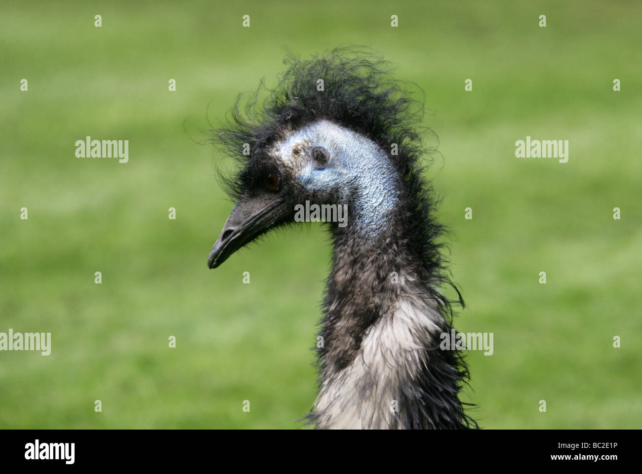 Emu, Dromaius novaehollandiae, Casuariidae, Struthioniformes Stock ...