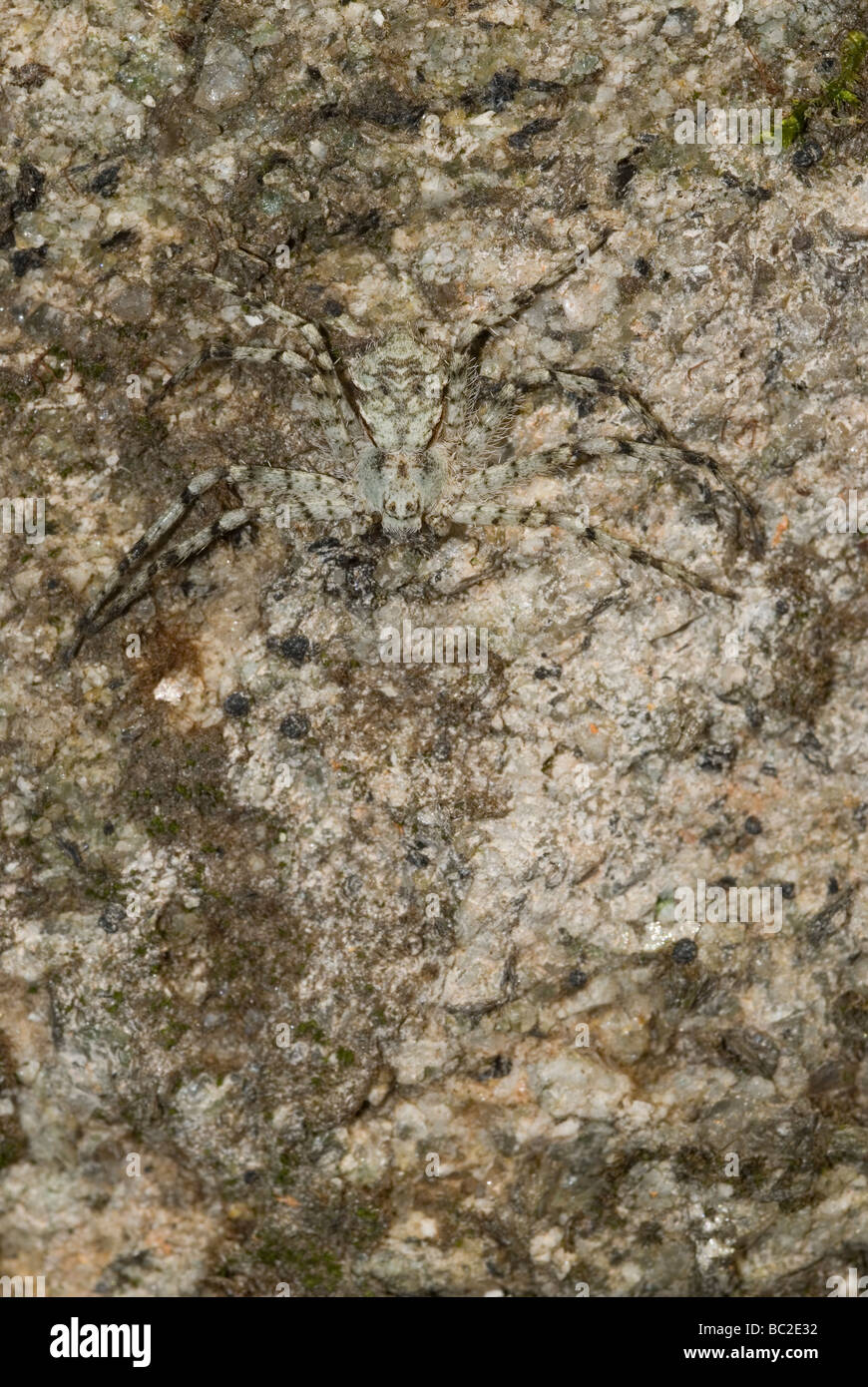 Ambush spider hi-res stock photography and images - Alamy