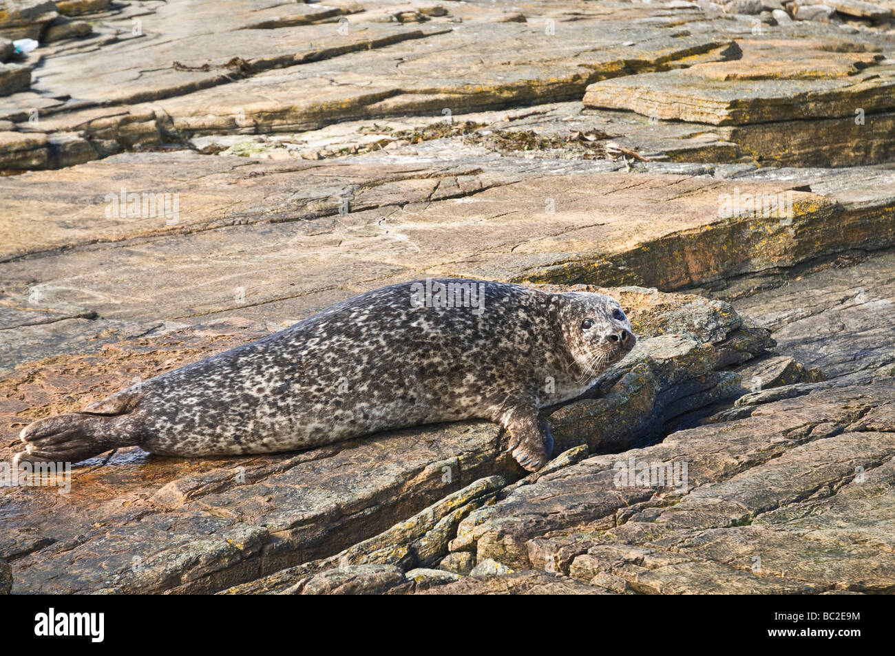dh Common Seal SEAL UK Common harbour seal on rock North Ronaldsay ...