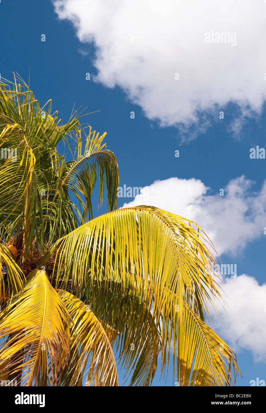 Palm in Cienfuegos, Cuba, Caribbean Stock Photo - Alamy