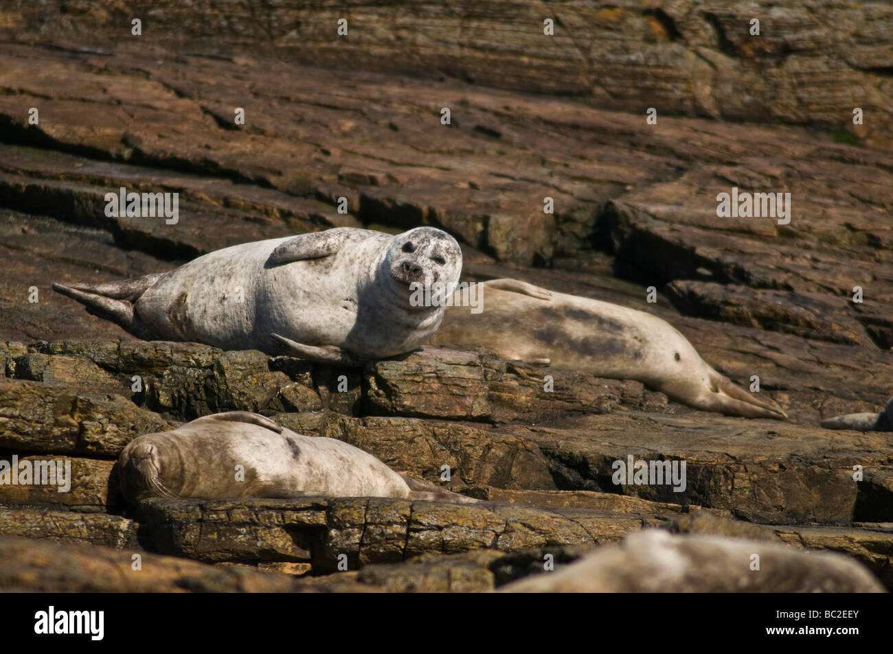True seal harbour harbor seal hi-res stock photography and images - Alamy