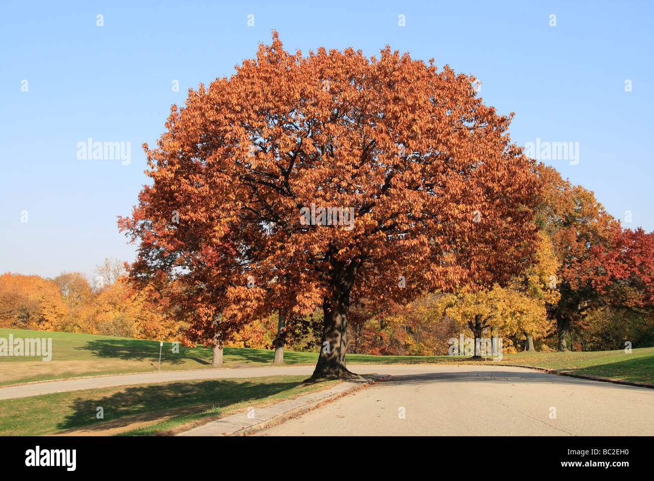 Fall Colors in the Forest Stock Photo - Alamy