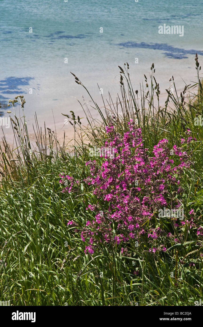 dh Red campion PINKS UK Silene dioica on cliff edge Orkney flora Stock ...