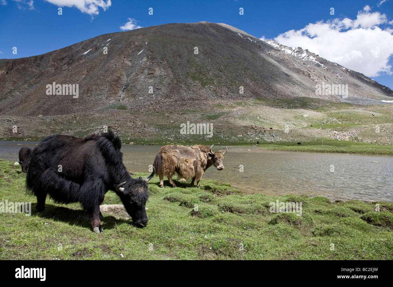 Ladakh lake animal hi-res stock photography and images - Alamy