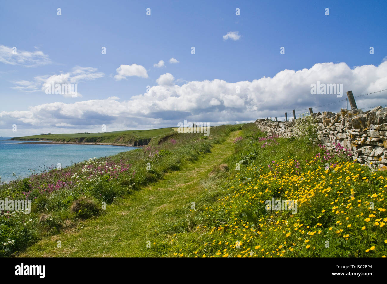 dh Scapa Flow footpath SCAPA BAY ORKNEY Wildflower buttercups Red ...