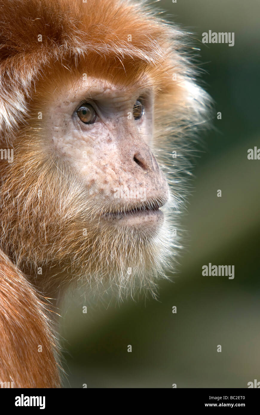 Headshot of Javan Brown Langur that is native to Indonesia taken at ...