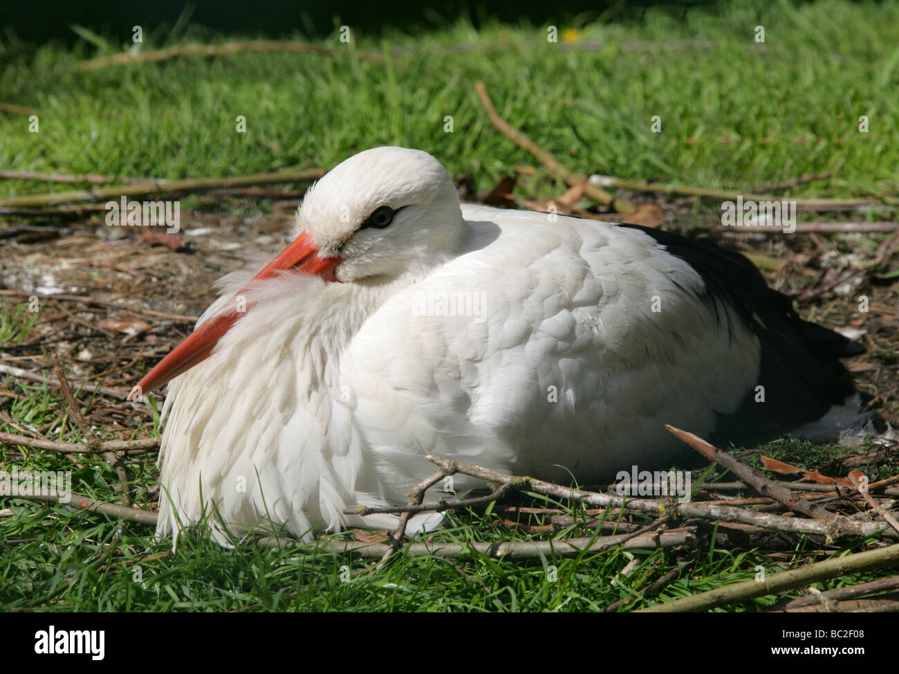 Stork sitting on nest hi-res stock photography and images - Alamy