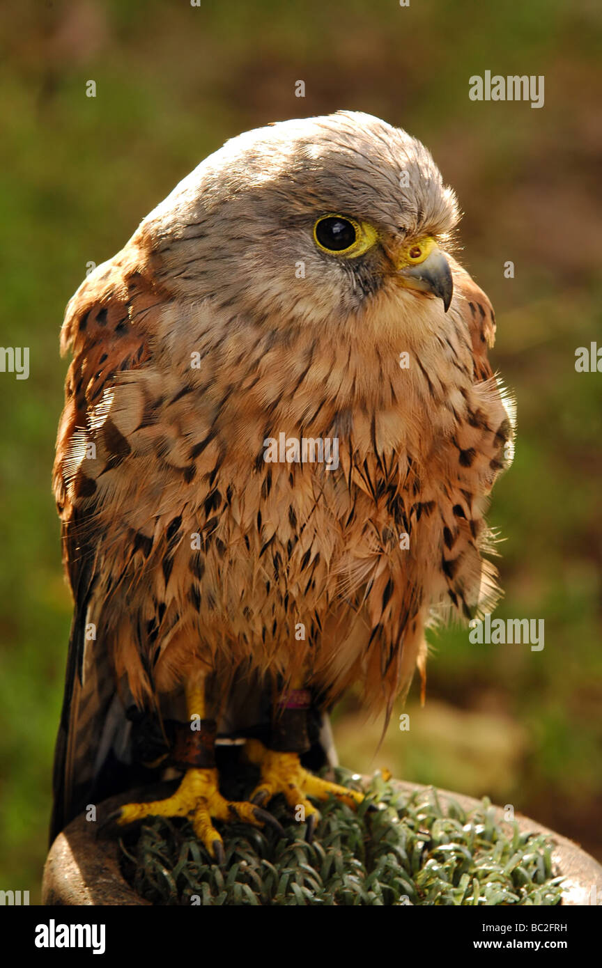 A perching Common Kestrel at the Falconry Centre Birmingham UK Stock ...