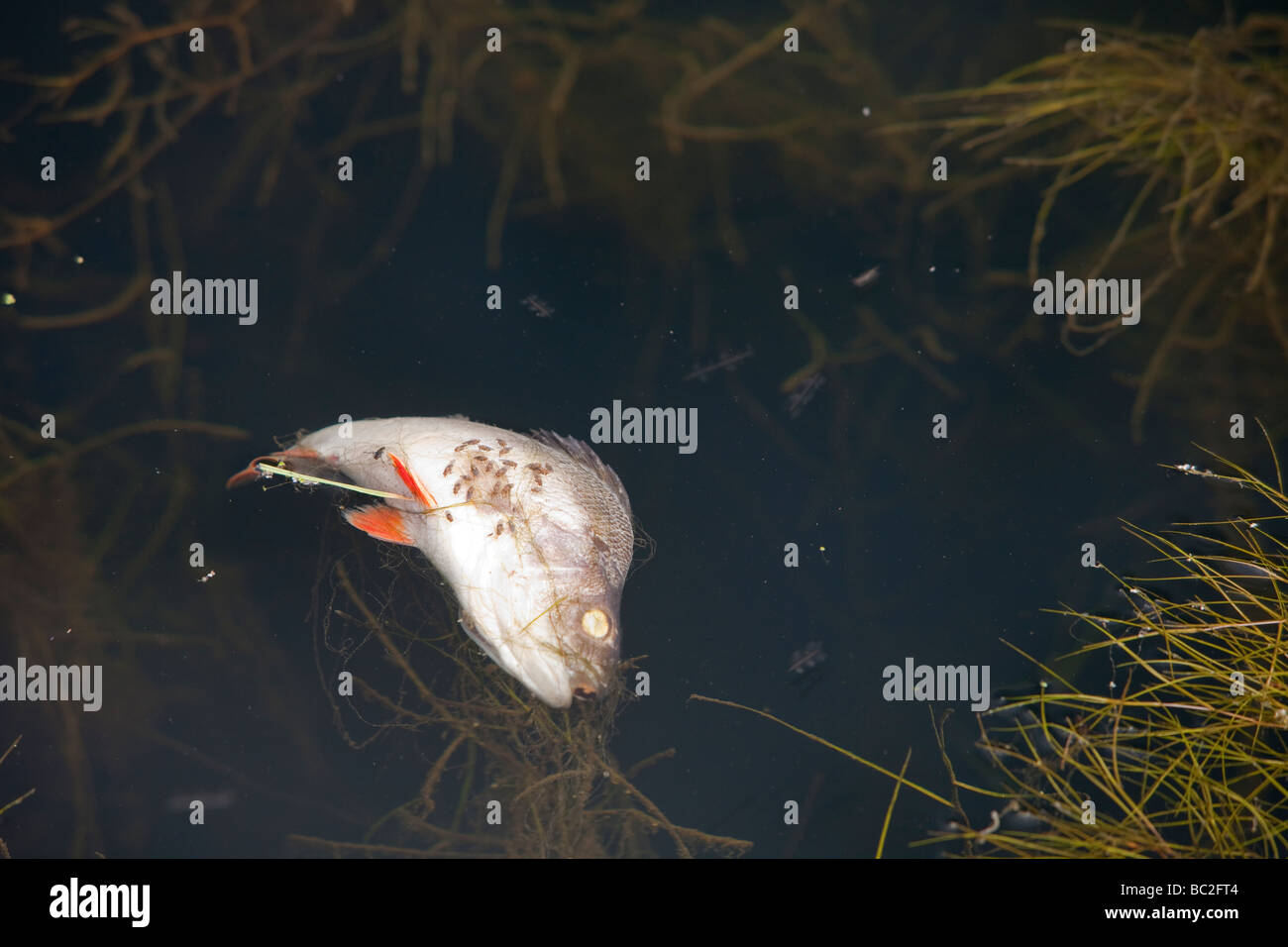 Dead Canal Fish High Resolution Stock Photography and Images - Alamy