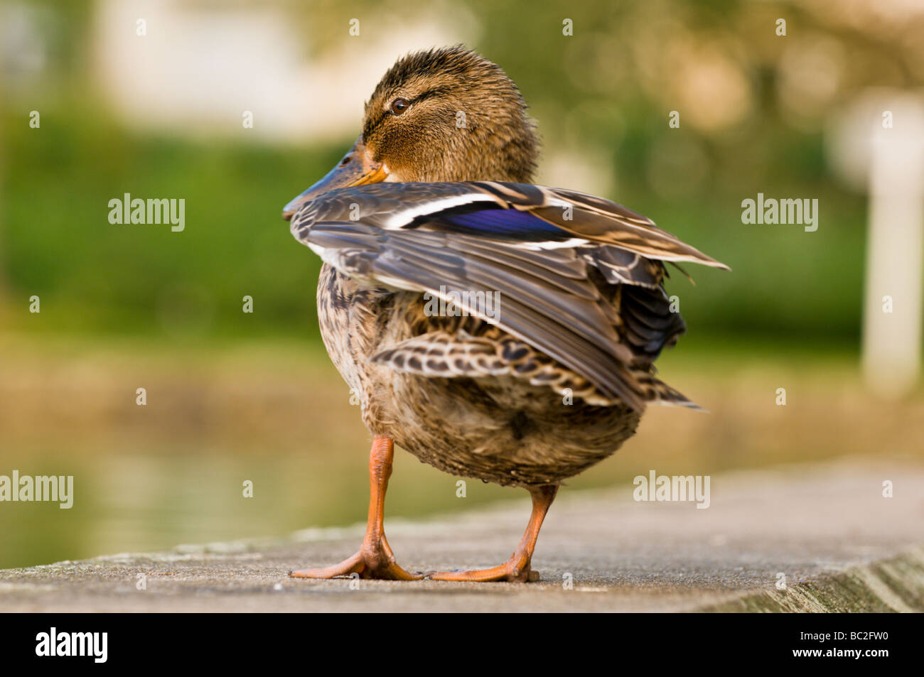 portrait of duck Stock Photo - Alamy