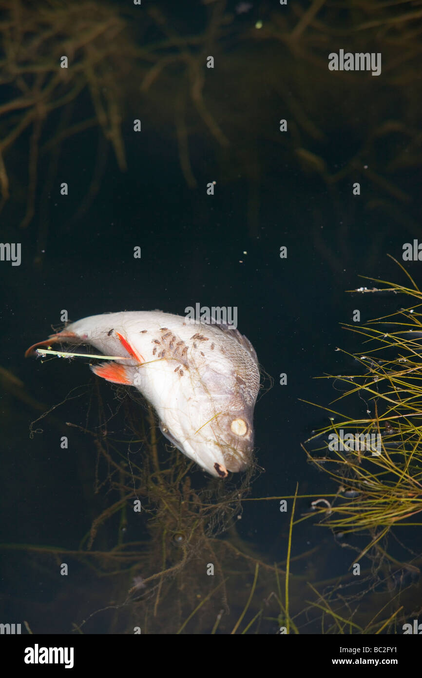 Dead canal fish hi-res stock photography and images - Alamy