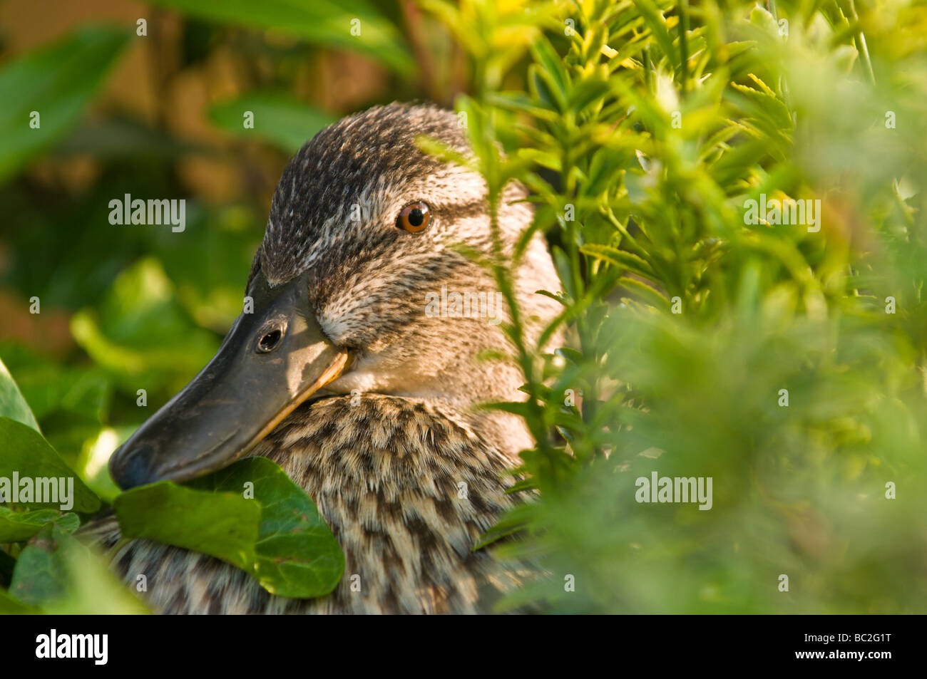 portrait of duck Stock Photo - Alamy
