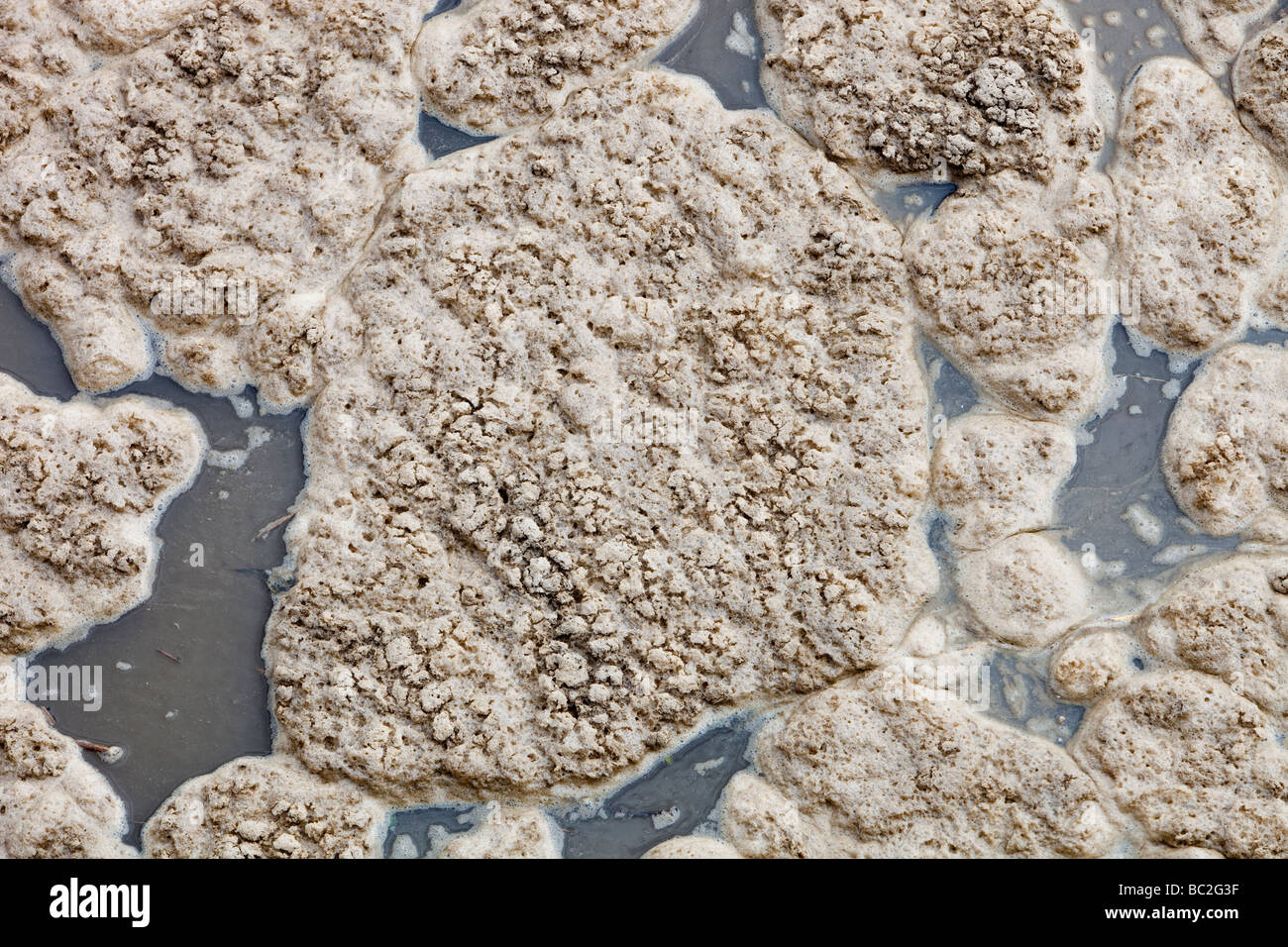 Polluted scum floating on the river Mersey near Warrington UK Stock ...