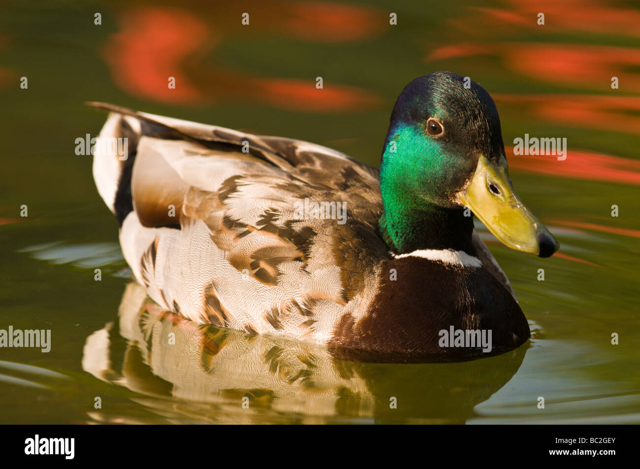 portrait of duck Stock Photo - Alamy