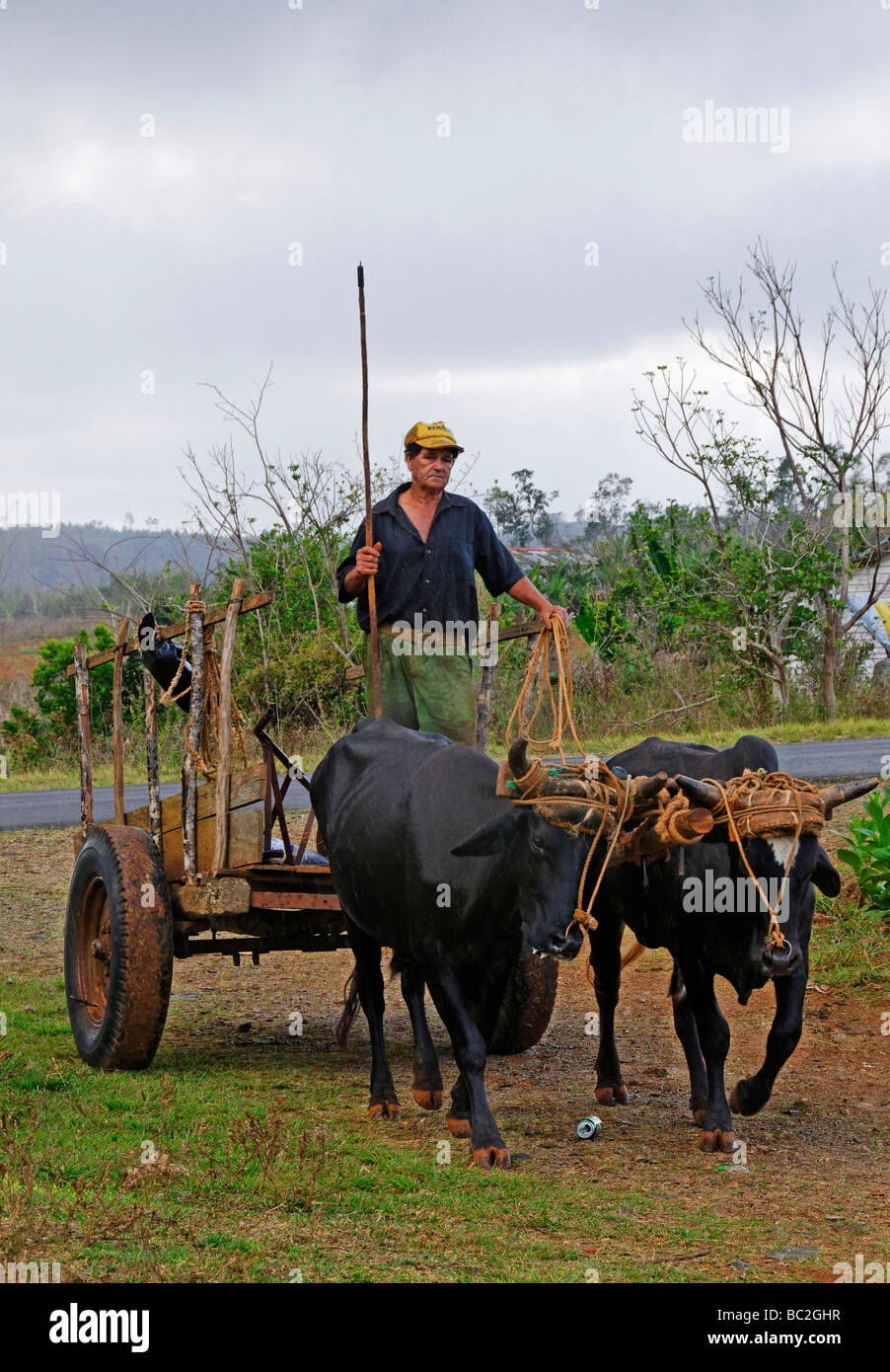Ox drawn cart hi-res stock photography and images - Alamy