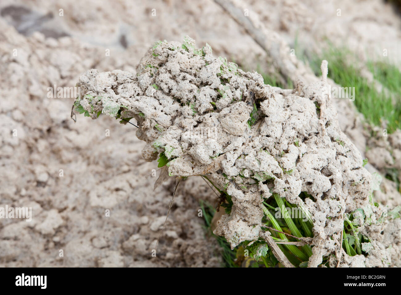 Polluted scum floating on the river Mersey near Warrington UK Stock ...