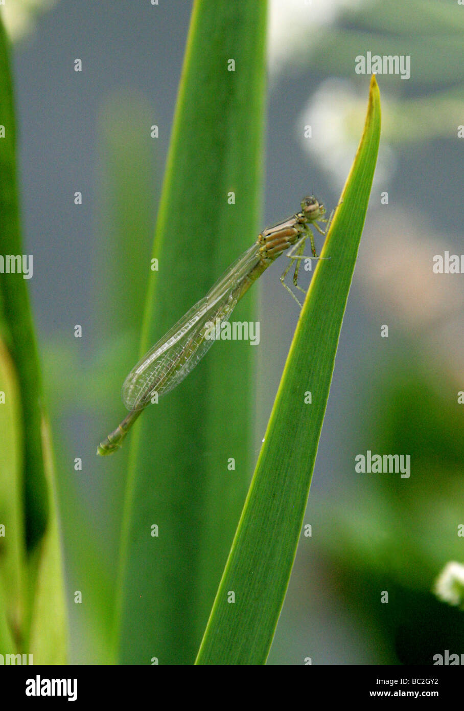 Emerald Damselfly, lestes sponsa, Lestidae, Zygoptera, Odonata, Insect ...