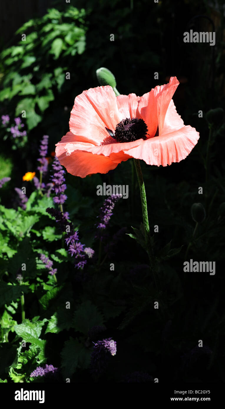 Giant red oriental poppy flowers ( papaver orientale ) in Sussex garden ...